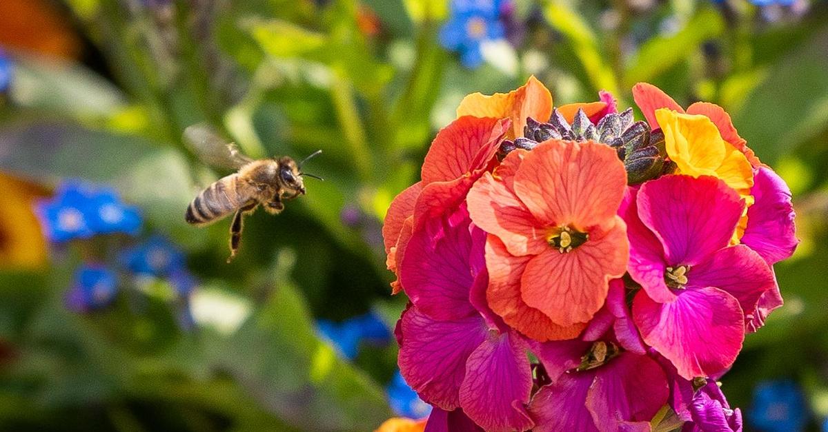 Wormel: Blumenkrieg in Balkonien